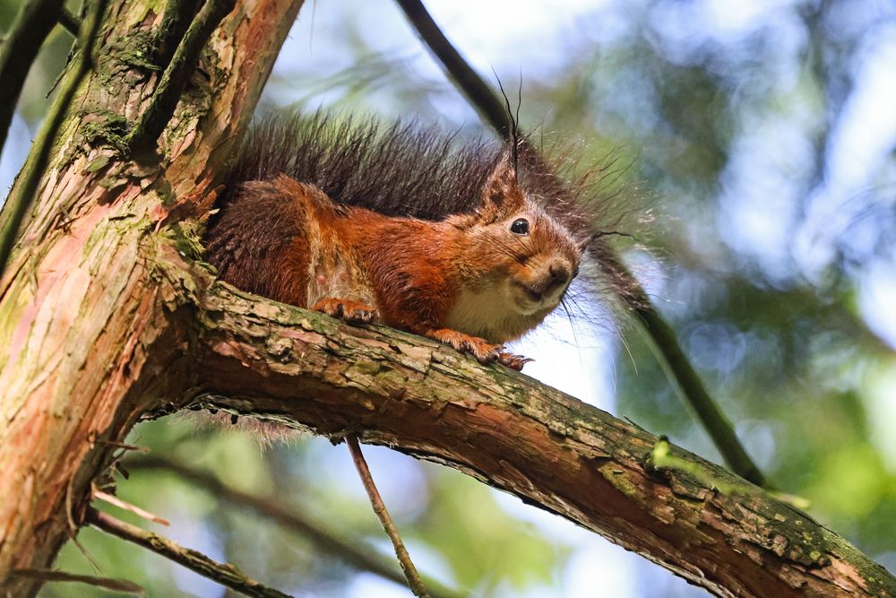 Helden des Waldes Foto & Bild | tiere, wildlife, säugetiere Bilder auf ...