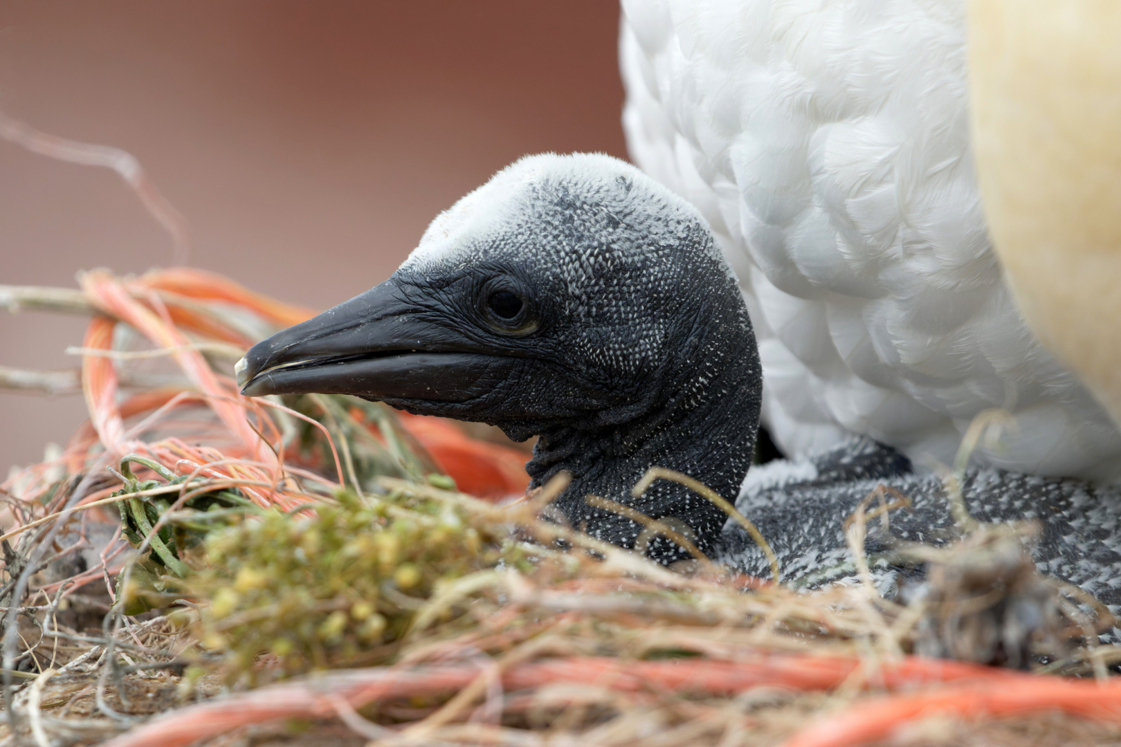 Helgoländer Eindrücke - junger Basstölpel (Morus bassanus) Foto & Bild ...