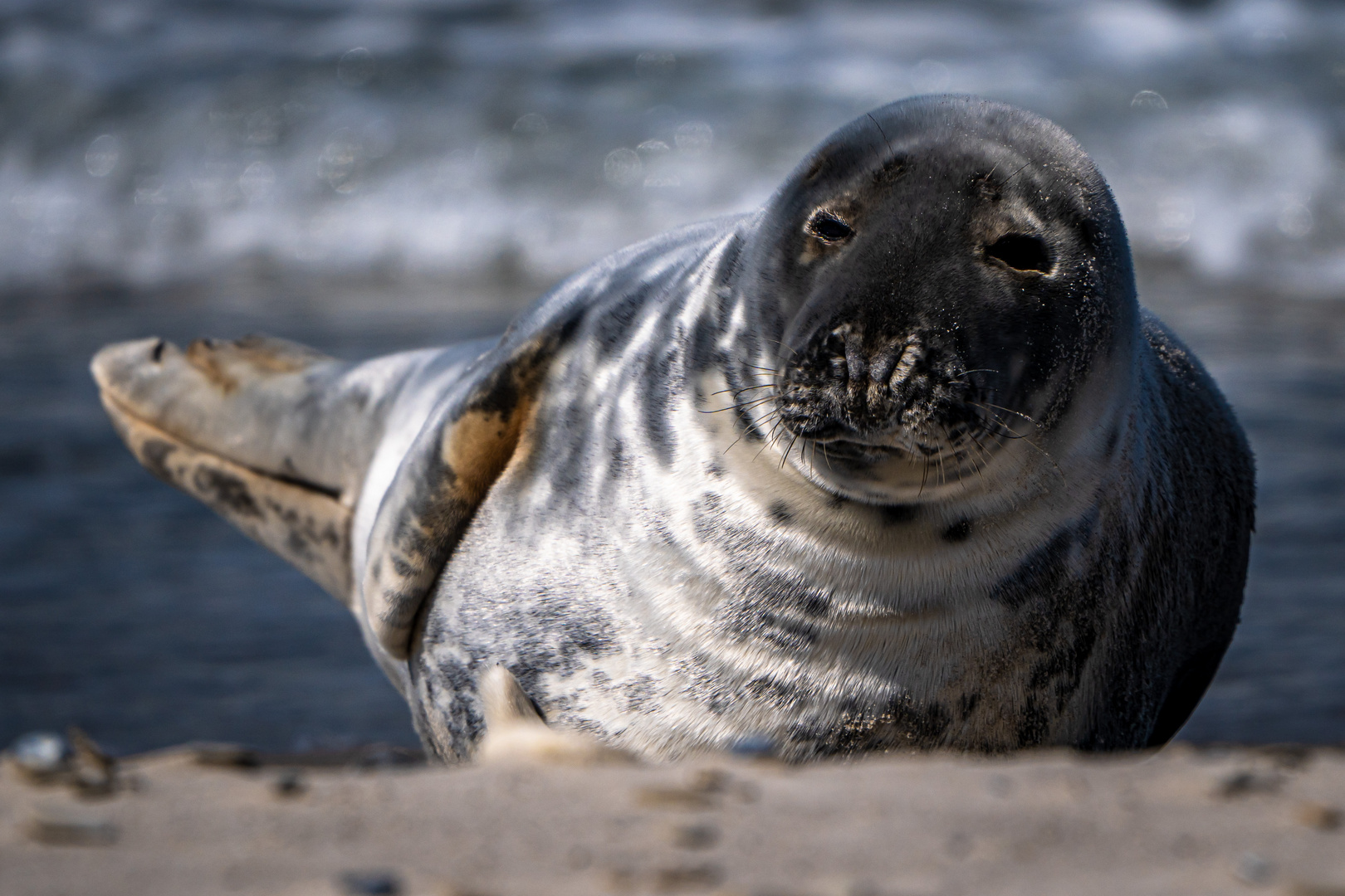 Helgoland Robben Foto & Bild | deutschland, europe, schleswig- holstein ...