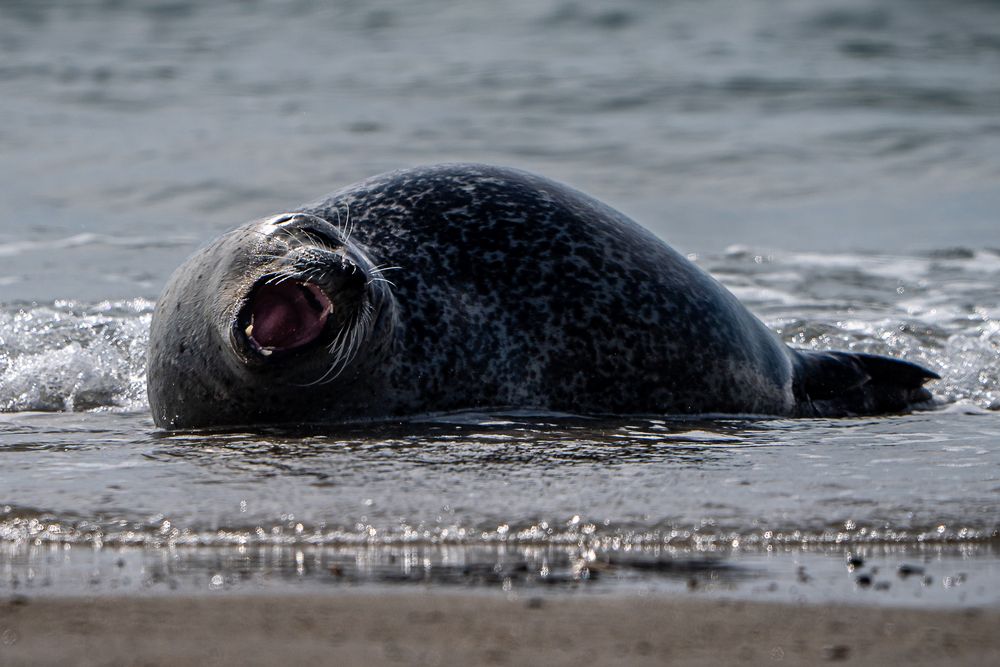 Helgoland Robben Foto & Bild | deutschland, europe, schleswig- holstein ...
