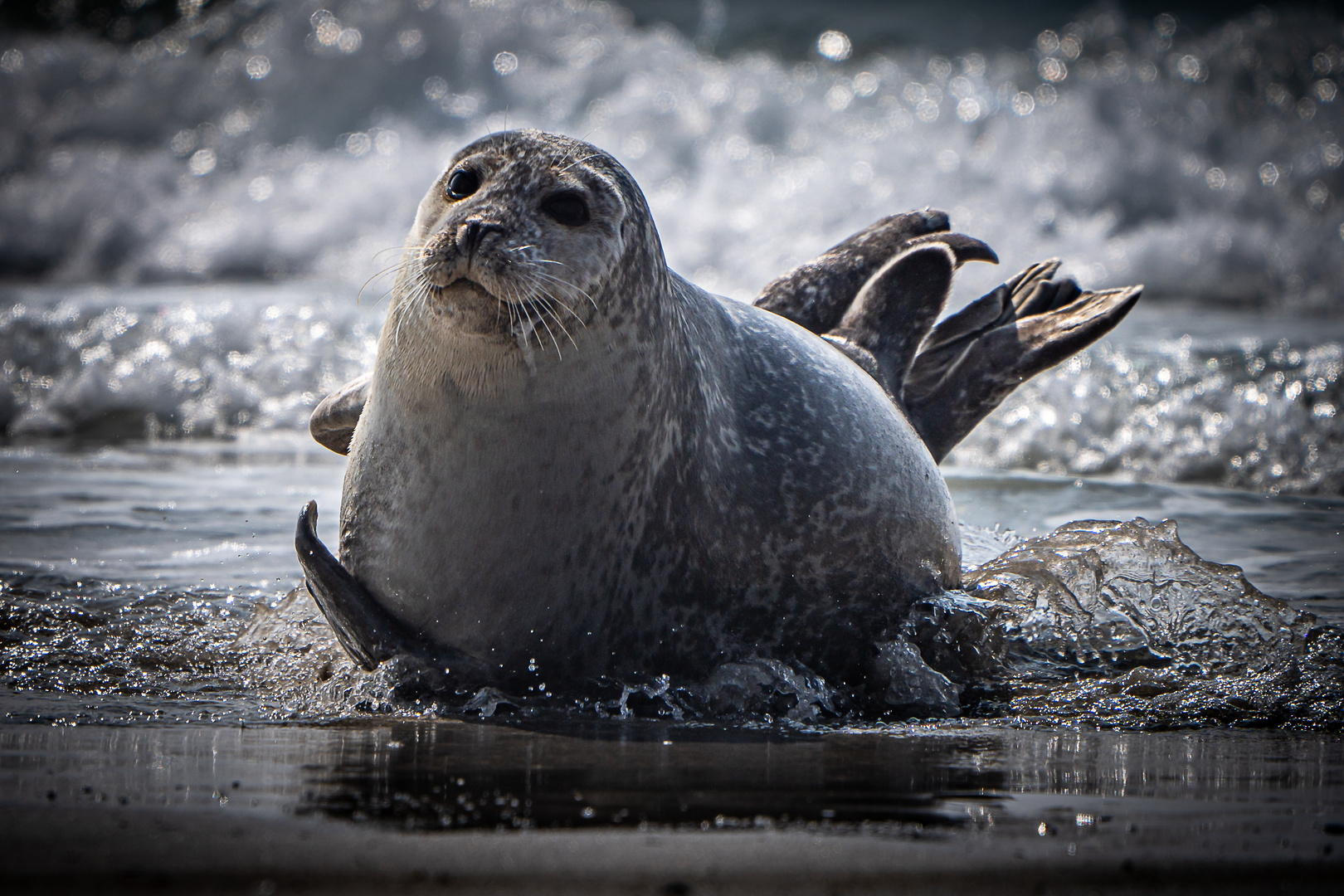 Helgoland Robben Foto & Bild | deutschland, europe, schleswig- holstein ...