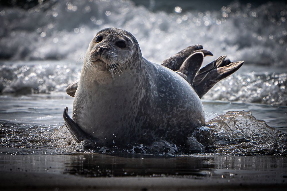 Helgoland Robben Foto & Bild | deutschland, europe, schleswig- holstein ...