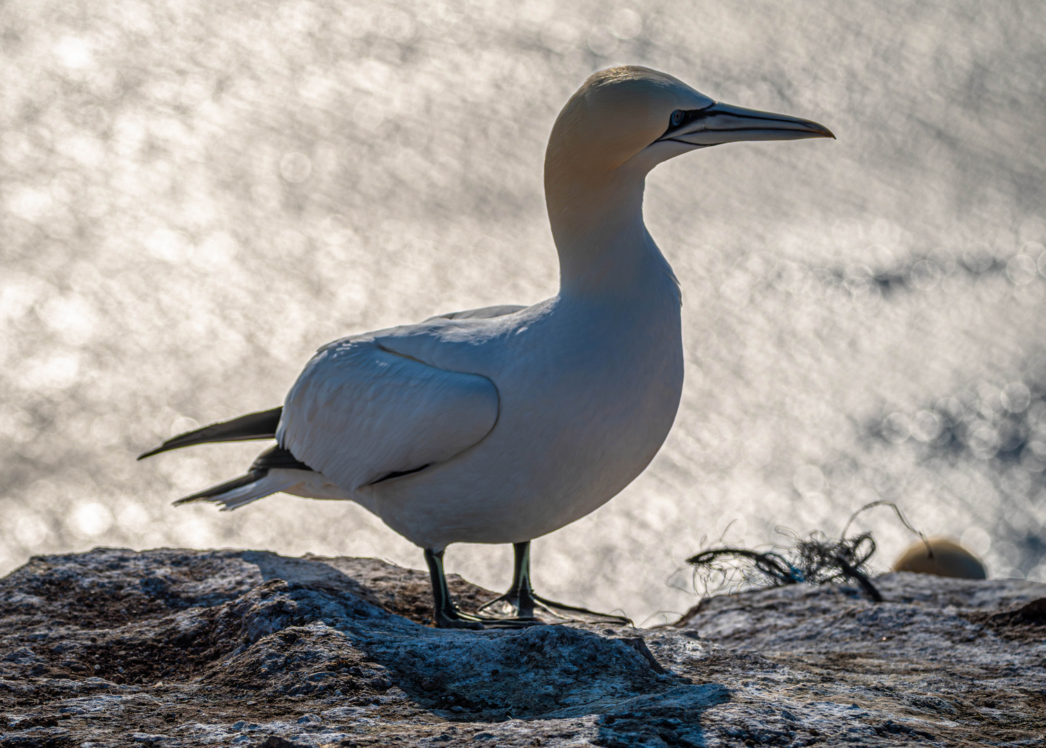 Helgoland Tölpel Foto & Bild | deutschland, europe, schleswig- holstein ...