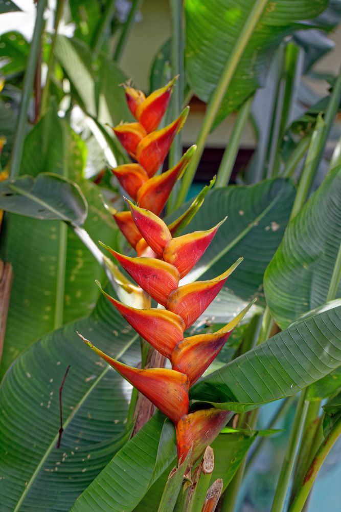 Heliconia bihai Foto & Bild | north america, central america, pflanzen ...
