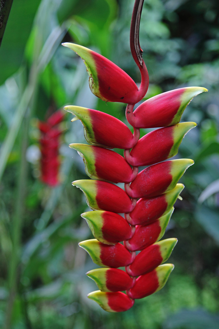 Heliconia rostrata Foto & Bild | usa, world, meer Bilder auf fotocommunity