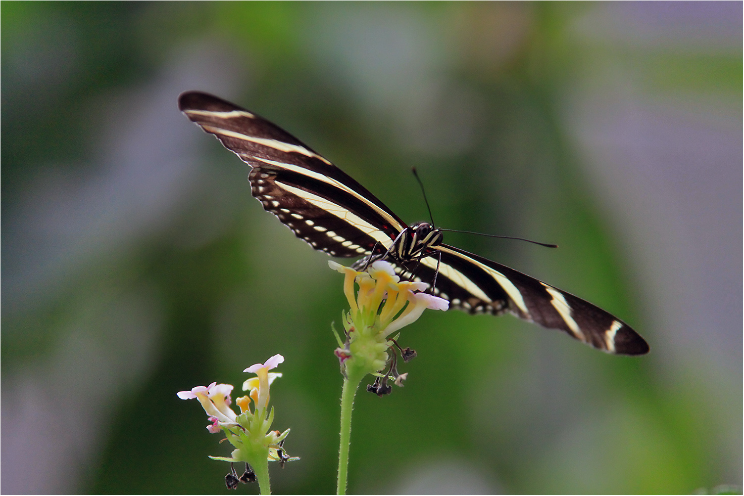 Heliconius charitonius Foto & Bild | indoor, natur, mannheim Bilder auf ...