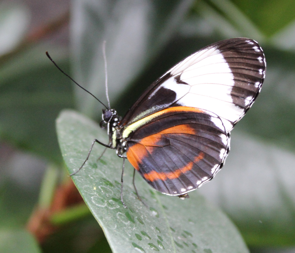 Heliconius cydno Foto & Bild | schmetterlinge, natur, insekten Bilder ...