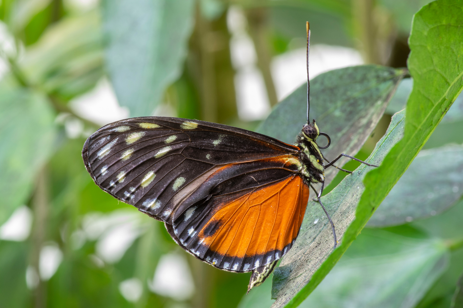 Heliconius hecale (02) Foto & Bild | tiere, zoo, wildpark & falknerei ...
