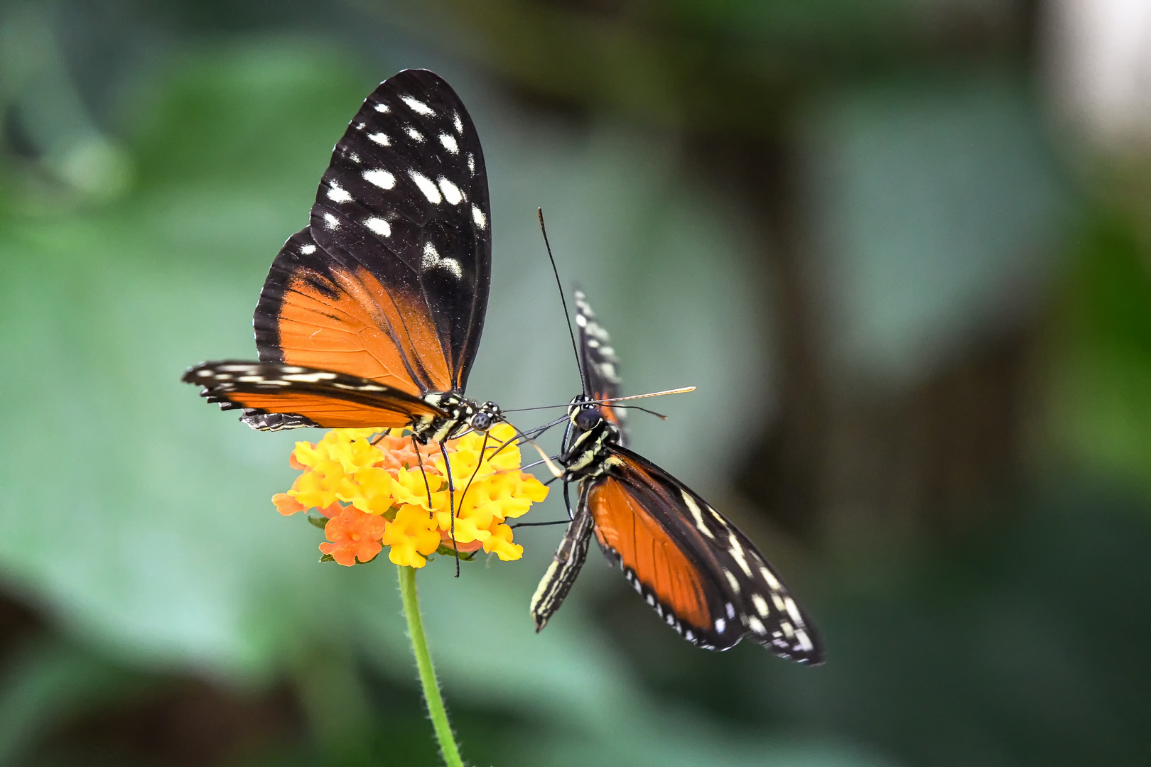 Heliconius hecale Foto & Bild | tiere, zoo, wildpark & falknerei ...