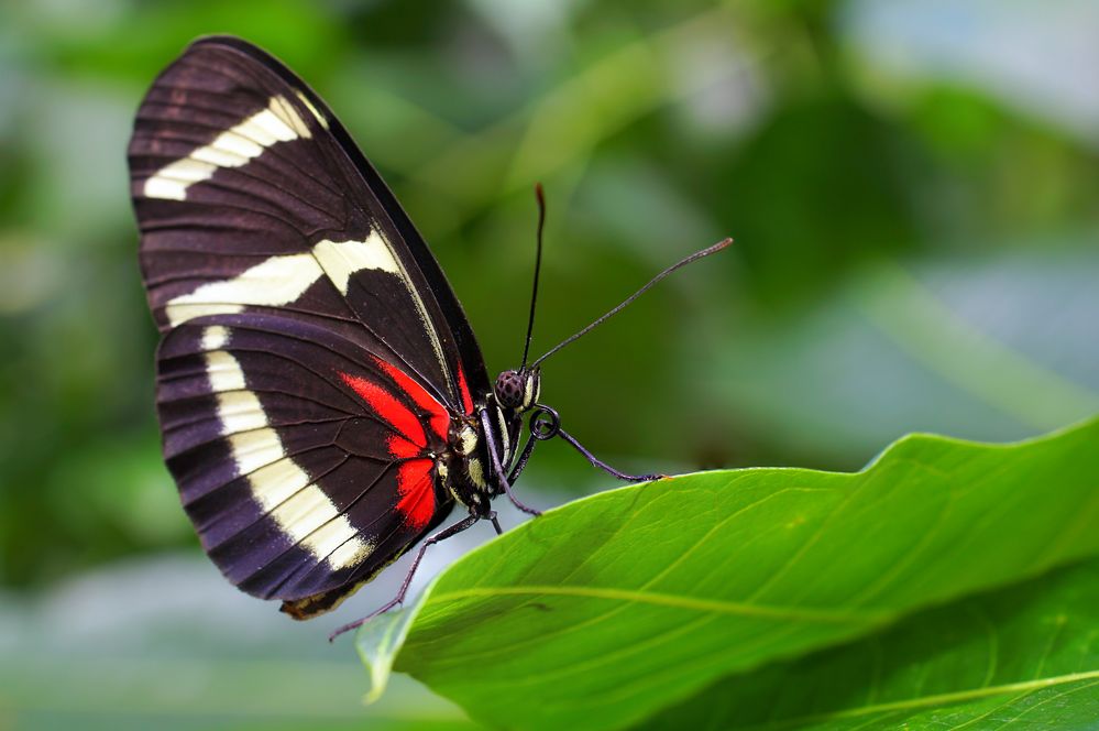 Heliconius hewitsoni Foto & Bild | makro, natur, macro Bilder auf ...