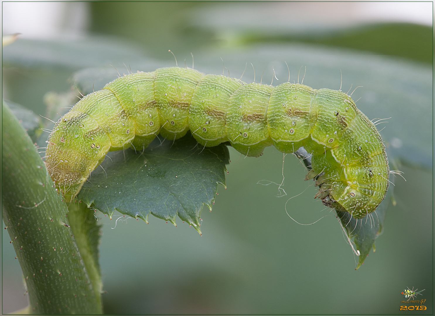 Helicoverpa armigera (Hübner, [1808]) la nottua del pomodoro Foto ...