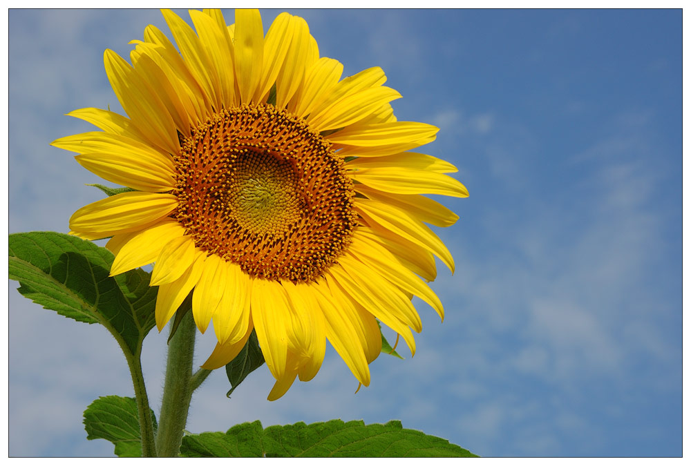 Heliotropismus Foto & Bild | pflanzen, pilze & flechten, blüten ...