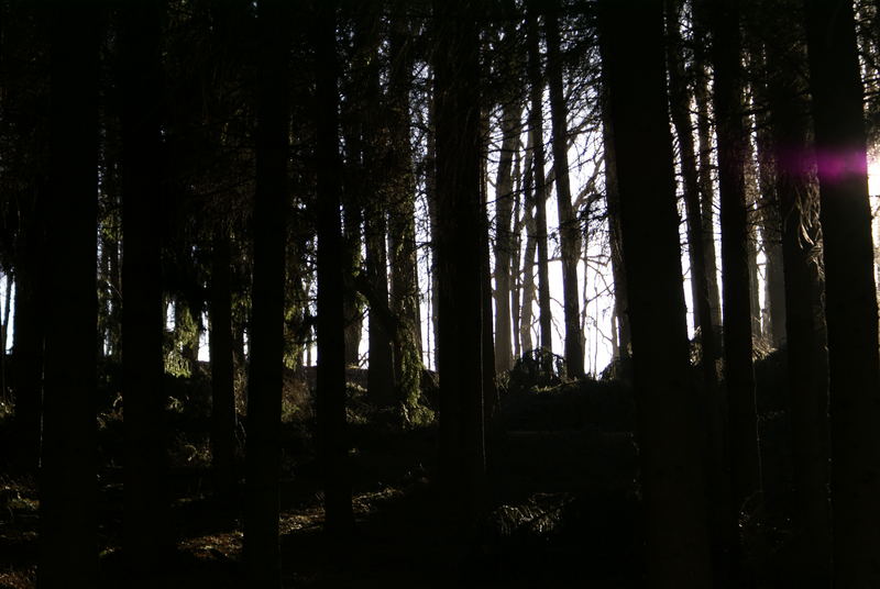 Hell Dunkel Wald Foto & Bild | landschaft, wald, natur Bilder auf ...