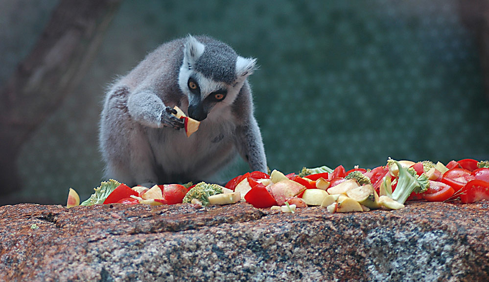 Hellabrunn - 19 - ..... Ein Katta beim FUTTERN ! Foto & Bild | tiere ...