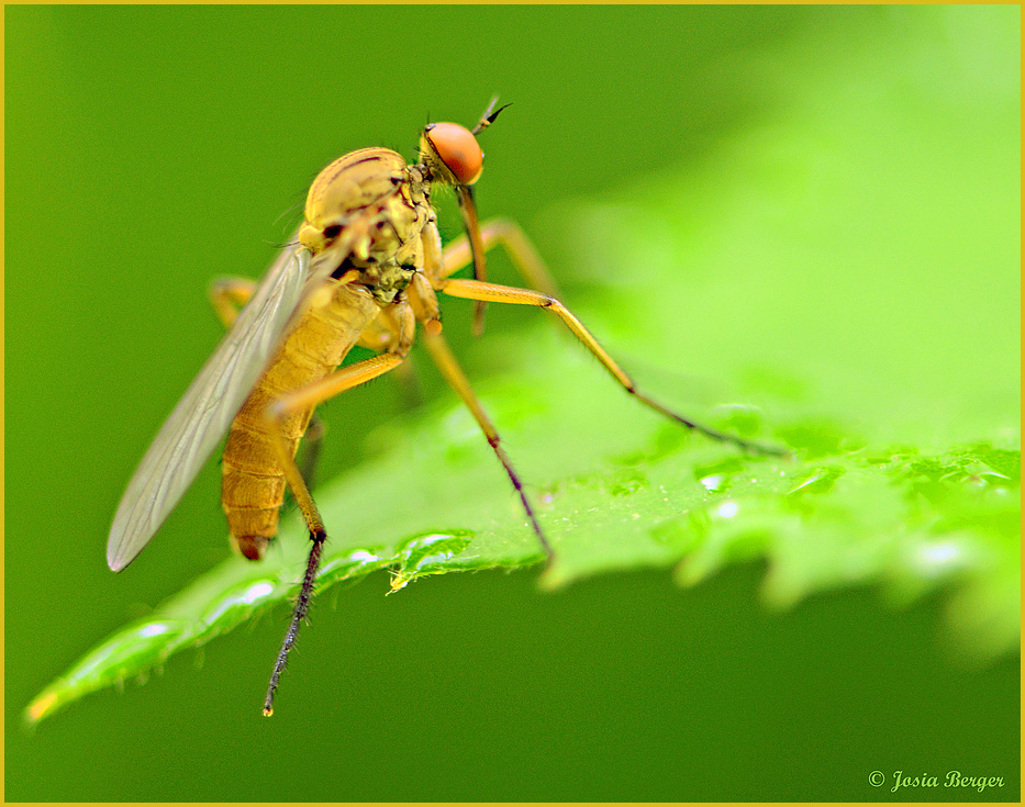 helle Fliege Foto & Bild | tiere, wildlife, insekten Bilder auf ...