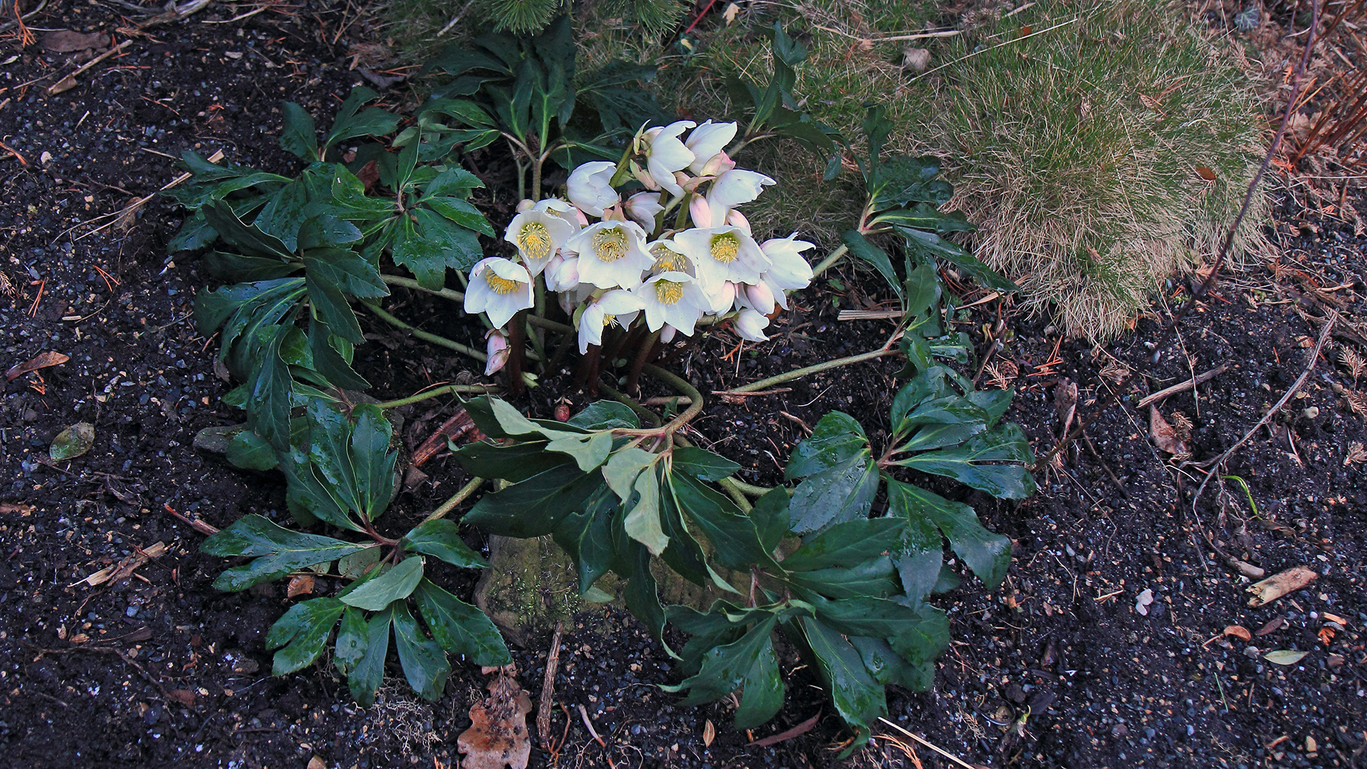 Helleborus niger lag vor wenigen Tagen noch unter dem Schnee für knapp ...