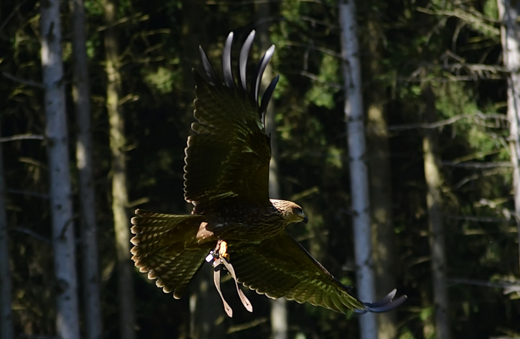 Hellenthal 8 Foto & Bild | natur, tiere, vögel Bilder auf fotocommunity