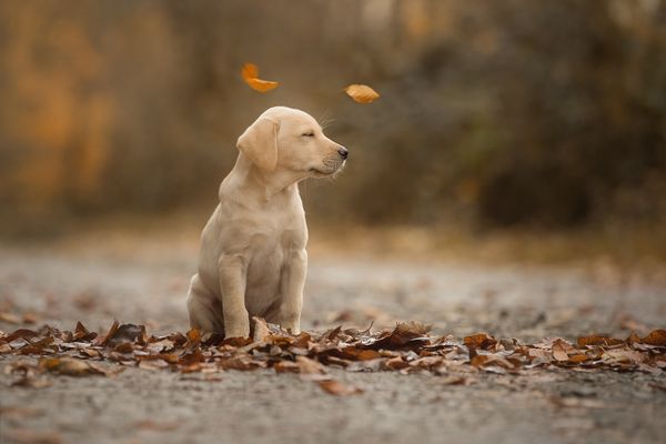 Hunde, Hundebilder, Hundefotos