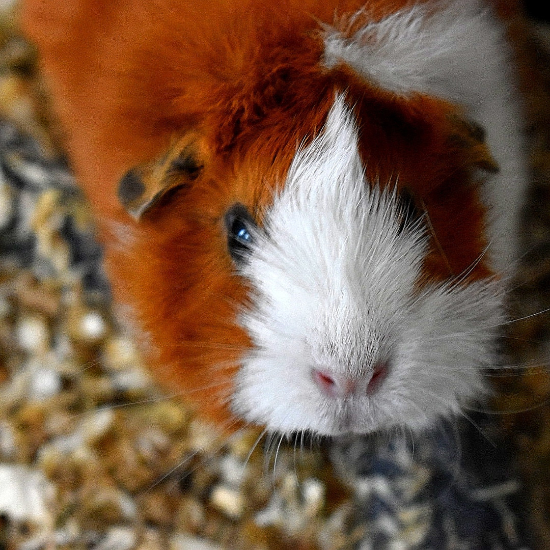 Hello folks Foto & Bild | tiere, haustiere, nagetiere & kaninchen ...