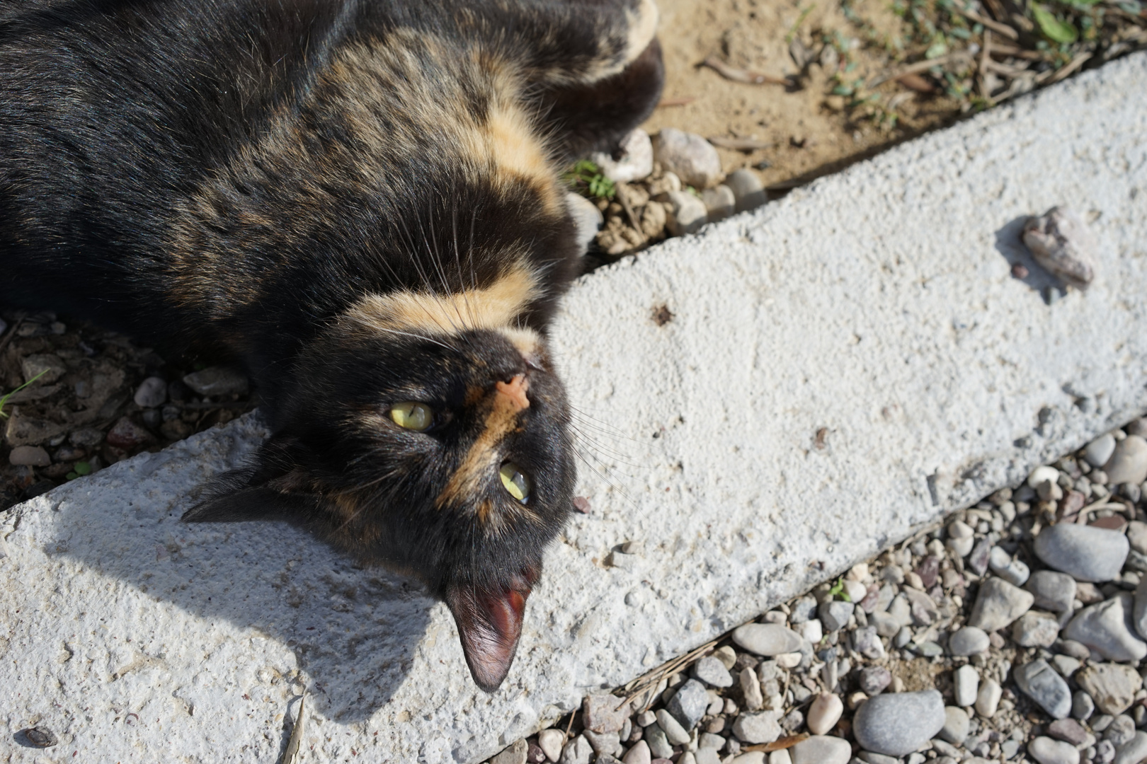 Hello Kitty Foto & Bild | natur, katze, lächeln Bilder auf fotocommunity