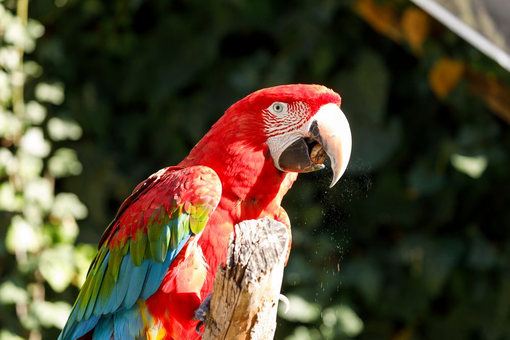 Hellroter Ara bei der Fütterung Foto & Bild | deutschland, europe ...