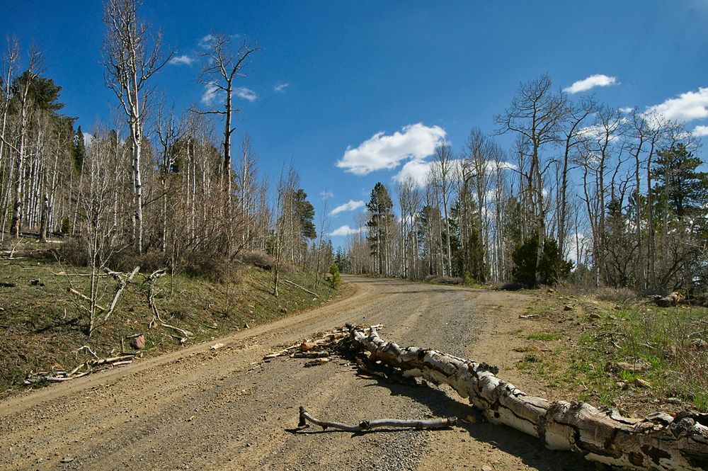 Hells Backbone Road #2 Foto & Bild | usa, world, baum Bilder auf ...