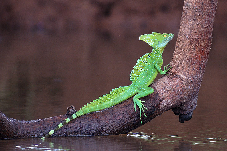 Helm Basilisk Foto & Bild | tiere, wildlife, amphibien & reptilien ...