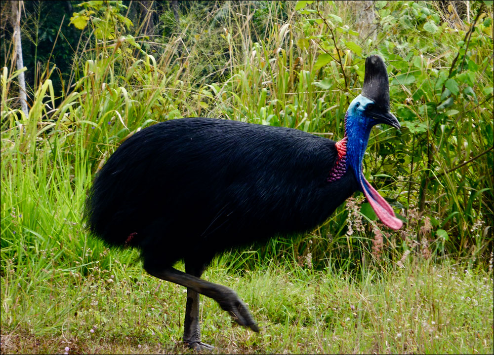 Helmkasuar Foto & Bild | australia & oceania, australia, queensland ...