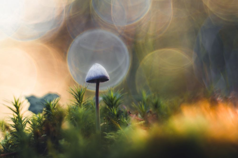 Helmling im Moos Foto & Bild | pflanzen, pilze & flechten, landschaft, pilze & flechten Bilder ...