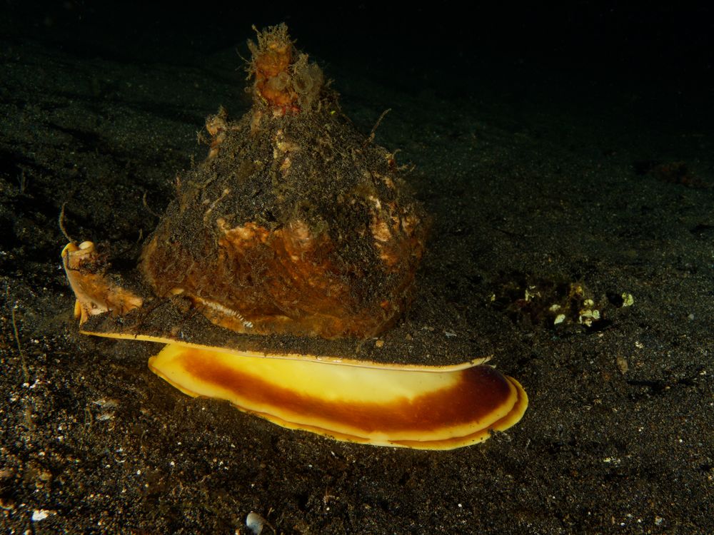 Helmschnecke Foto & Bild | makro, meer, tauchen Bilder auf fotocommunity