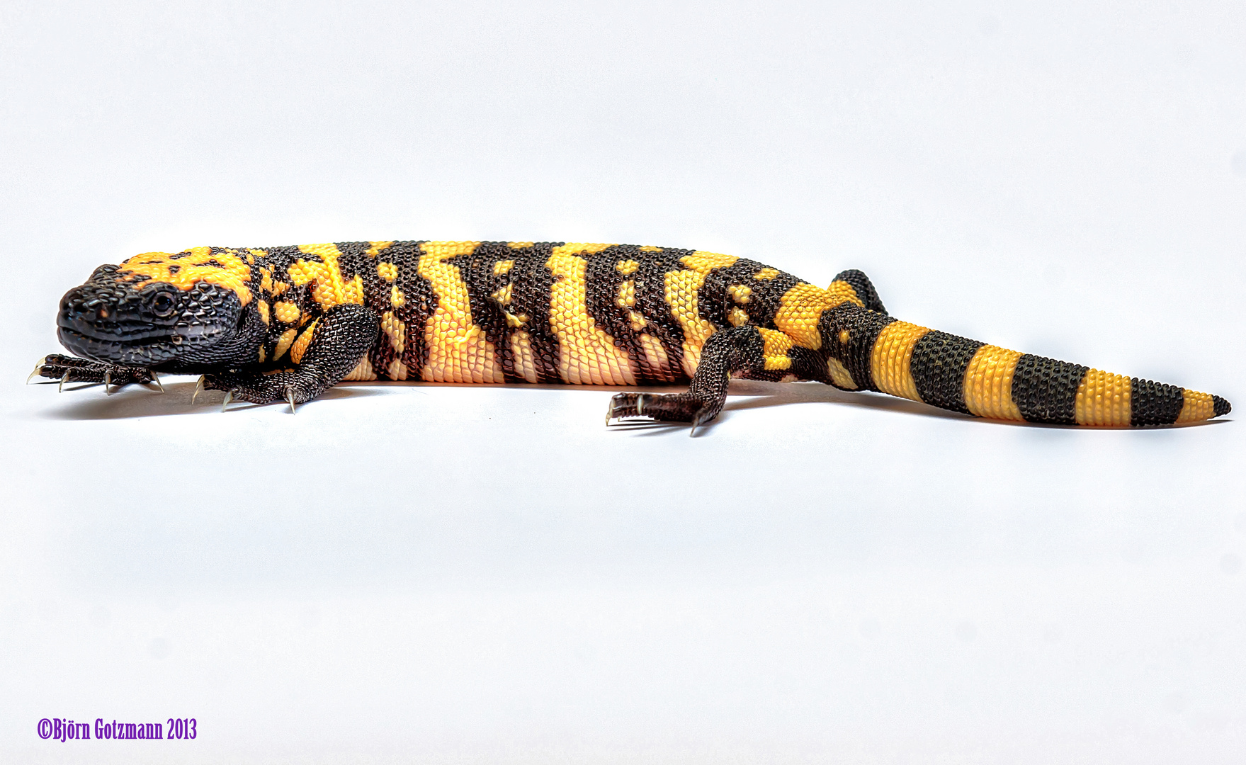 Heloderma suspectum cinctum - Gila-Krustenechese Foto & Bild | tiere ...