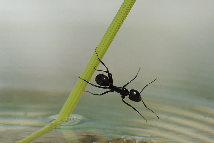 help I cannot fly photo & image | animals, wildlife, insects images at ...