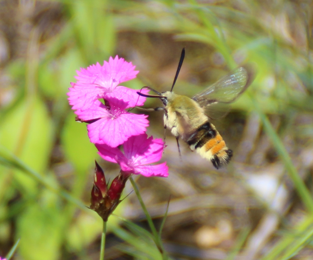 Hemaris tityus- Skabiosenschwärmer Foto & Bild | schmetterlinge, natur ...