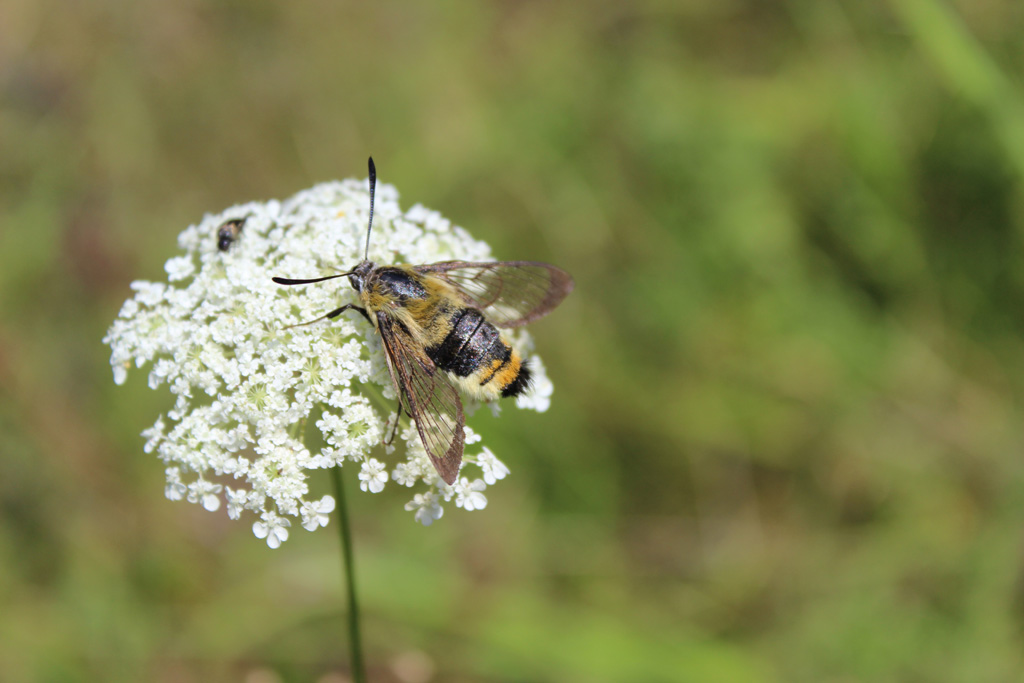 Hemaris tityus- Skabiosenschwärmer Foto & Bild | schmetterlinge, natur ...