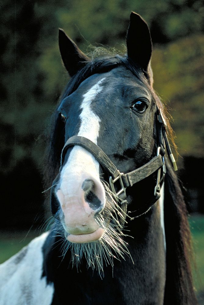 Hengst-Portrait Foto & Bild | tiere, haustiere, pferde, esel, maultiere ...