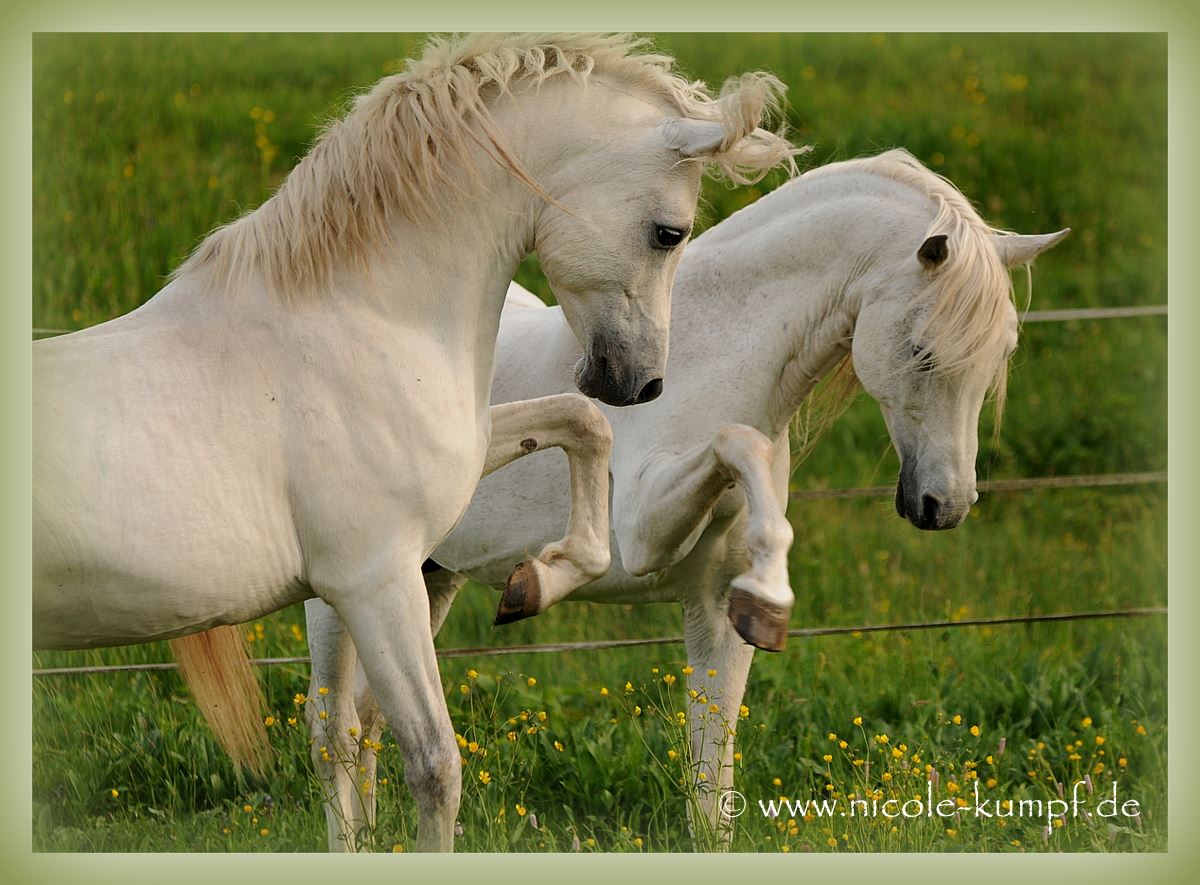 Hengste Foto & Bild | natur, pferde, tiere Bilder auf fotocommunity Hengste Foto & Bild | natur, pferde, tiere Bilder auf fotocommunity