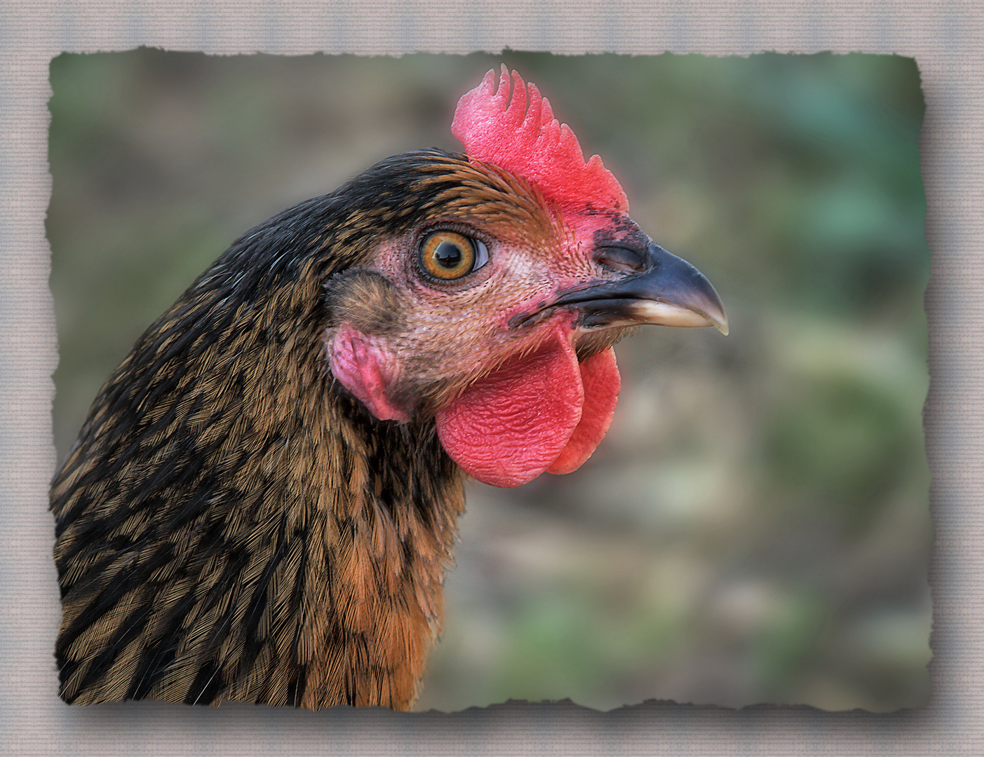 Henne Foto & Bild | tiere, haustiere, natur Bilder auf fotocommunity