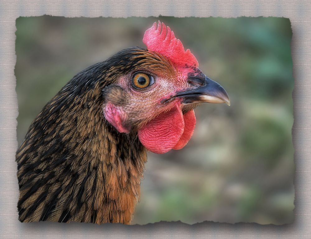 Henne Foto & Bild | tiere, haustiere, natur Bilder auf fotocommunity