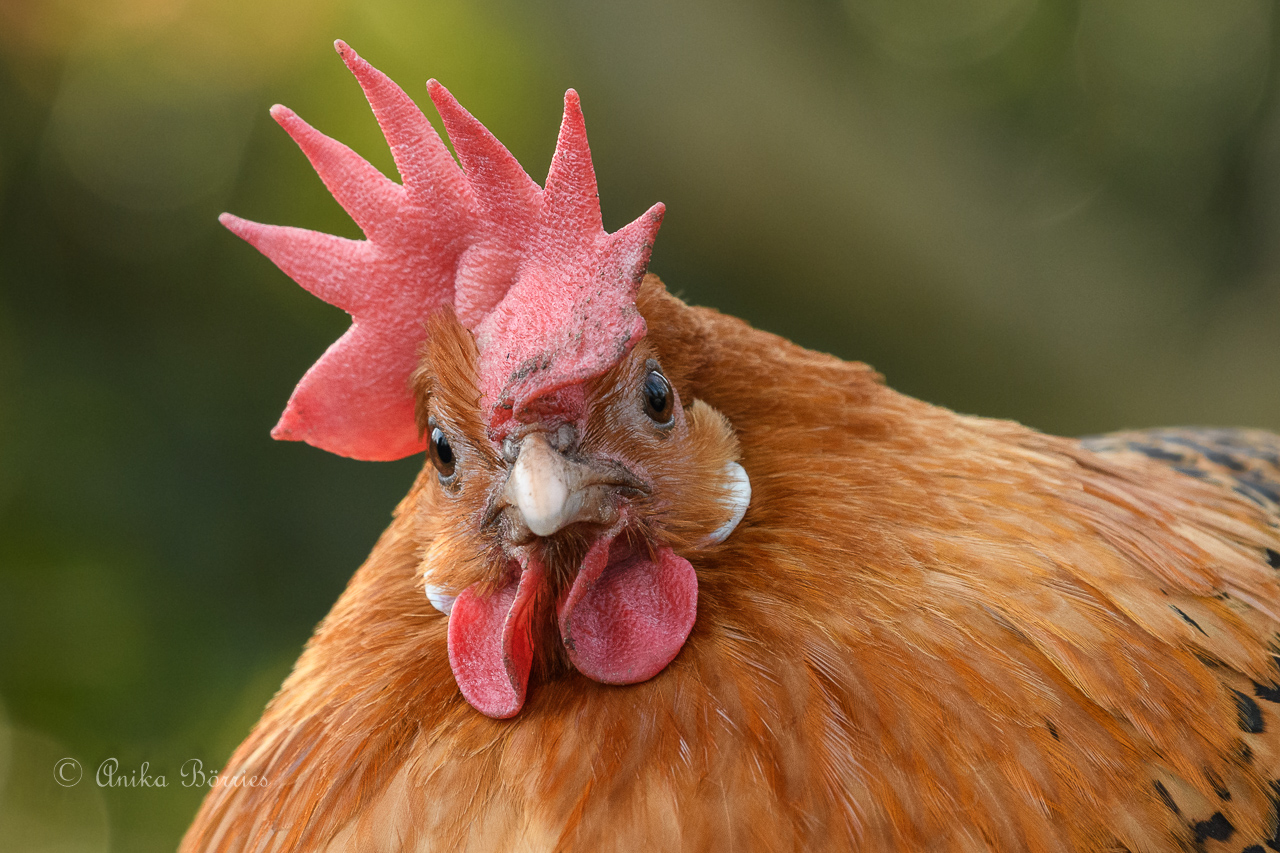 Henne Foto & Bild | tiere, haustiere, nutztiere Bilder auf fotocommunity