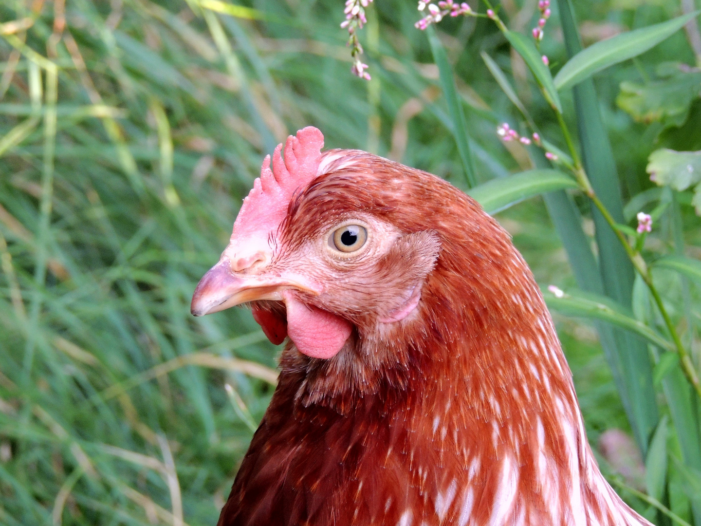 Henne Porträt Foto & Bild | natur, tiere, vögel Bilder auf fotocommunity