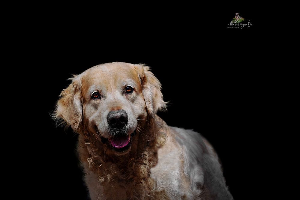 Henry Foto & Bild | tiere, haustiere, hunde Bilder auf fotocommunity