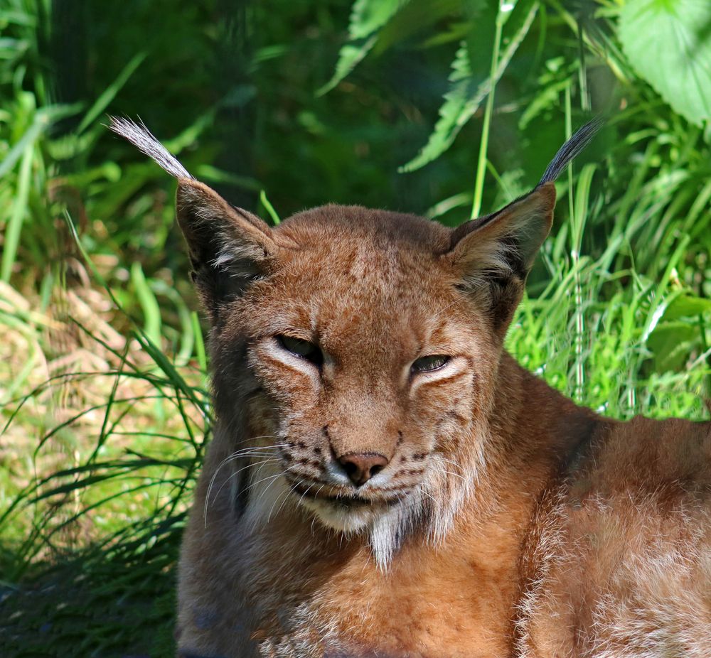 Henry der Nordluchs Foto & Bild | natur, tiere, zoo, wildpark ...