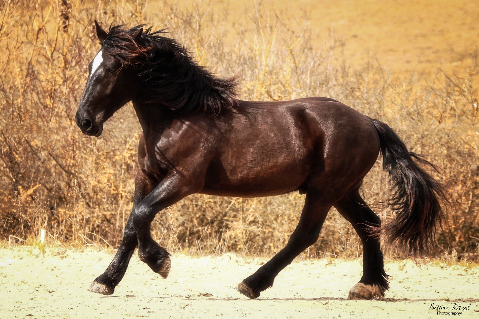 Henry in seinem aktuellen Look. Foto & Bild | fell, tiere, pferd Bilder ...