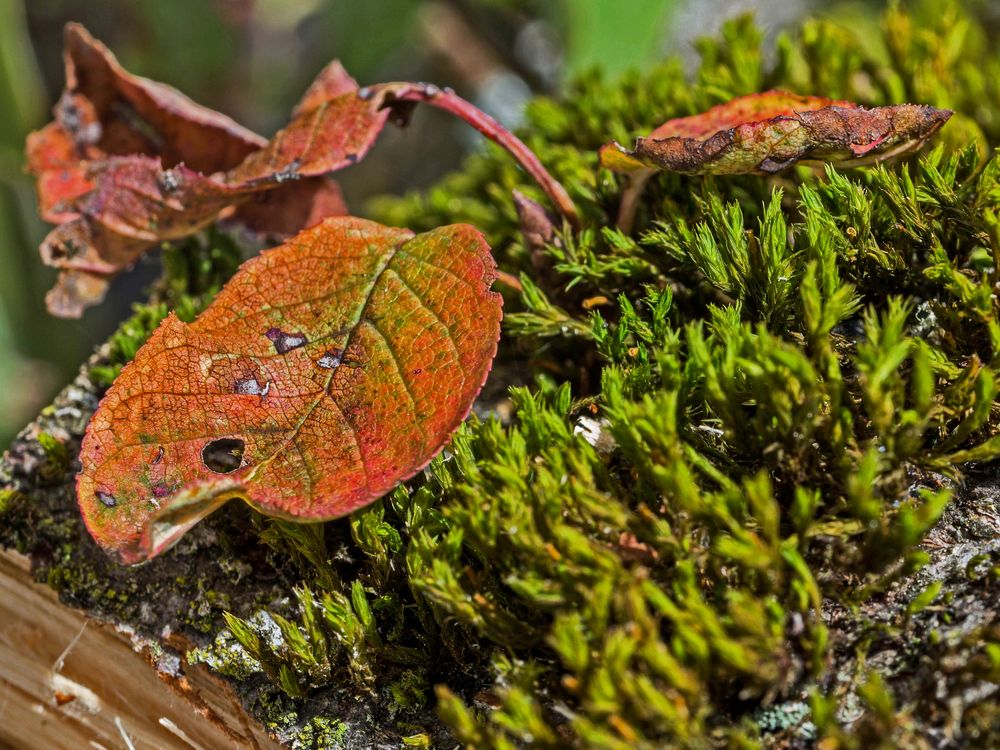 Herbsblätter im Moos Foto & Bild | pflanzen, pilze & flechten, bäume, pilze & flechten Bilder ...