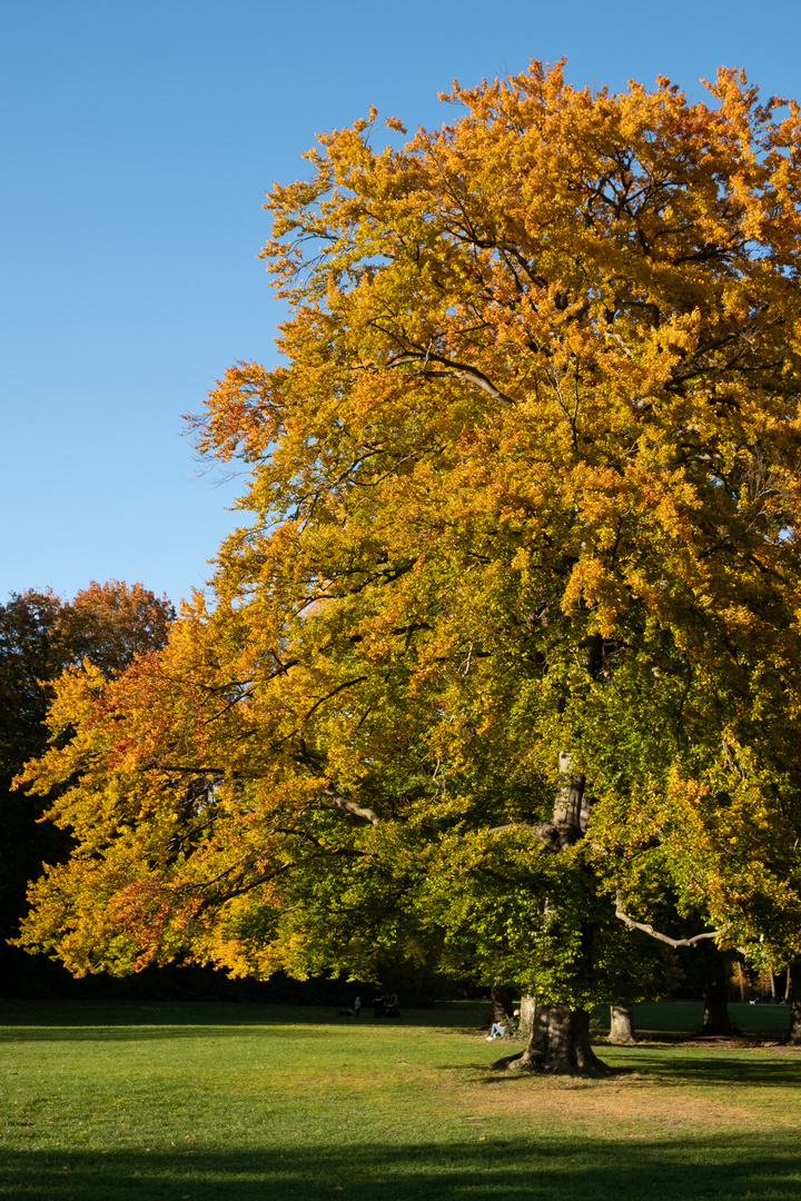 Herbst 2021 Foto & Bild | landschaft, jahreszeiten, herbst Bilder auf fotocommunity