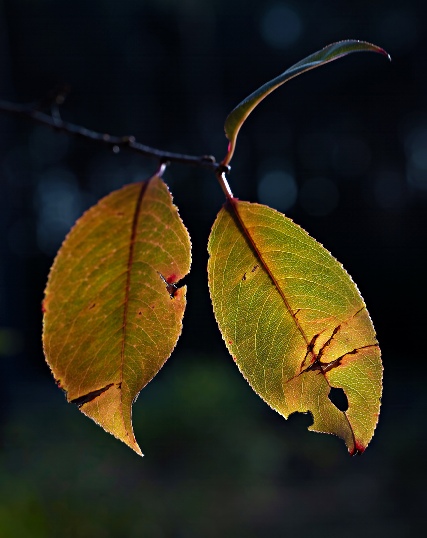 Herbst 2024 Foto & Bild | landschaft, wald, natur tiere pflanzen Bilder auf fotocommunity