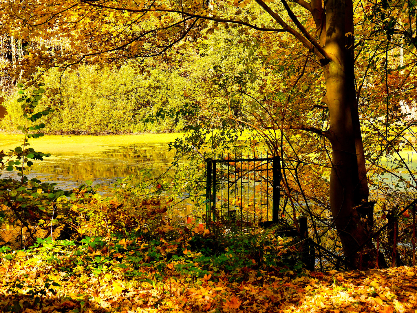 Herbst Foto & Bild | landschaft, jahreszeiten, herbst Bilder auf fotocommunity