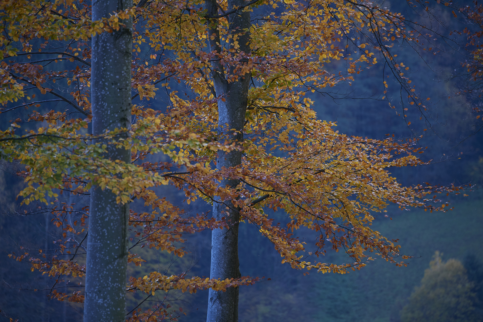 Herbst Foto & Bild | pflanzen, pilze & flechten, landschaft, bäume ...