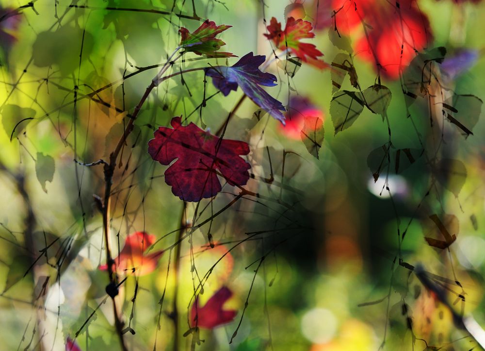 Herbst Foto & Bild | jahreszeiten, herbst, mix Bilder auf fotocommunity