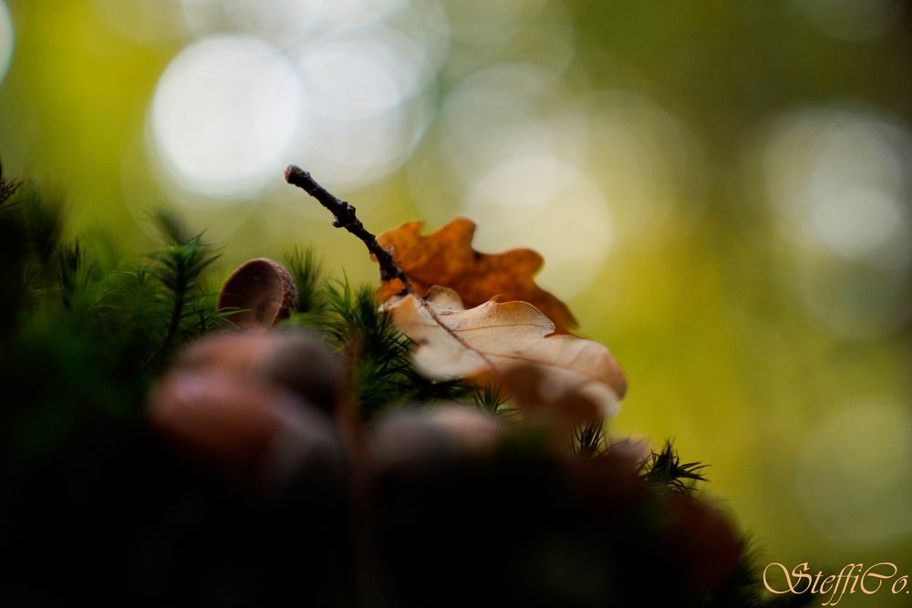 Herbst Foto & Bild | landschaft, jahreszeiten, herbst Bilder auf fotocommunity